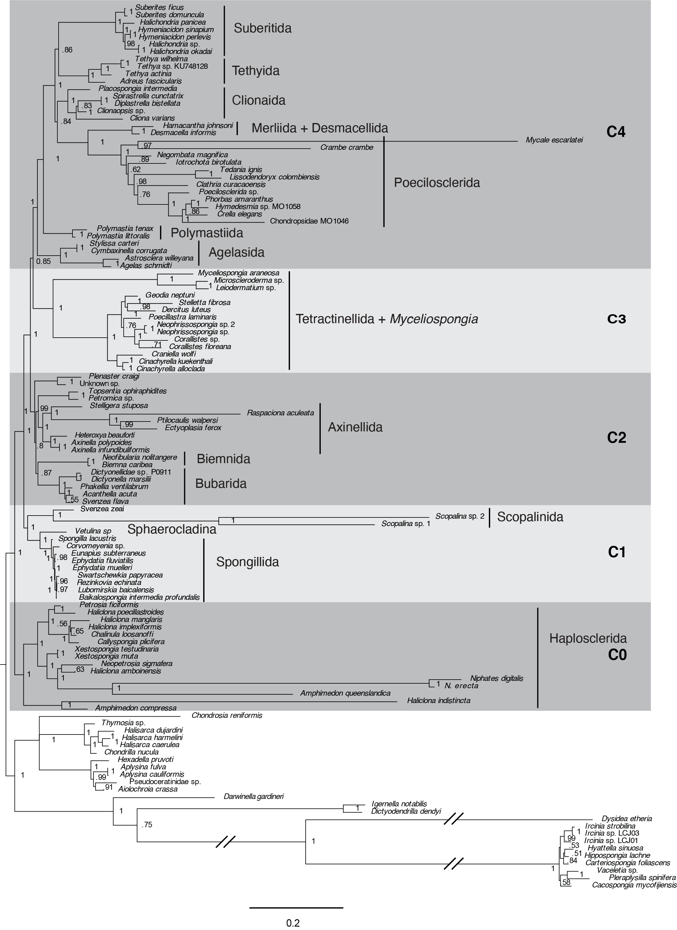 Sequence-based Phylogeny